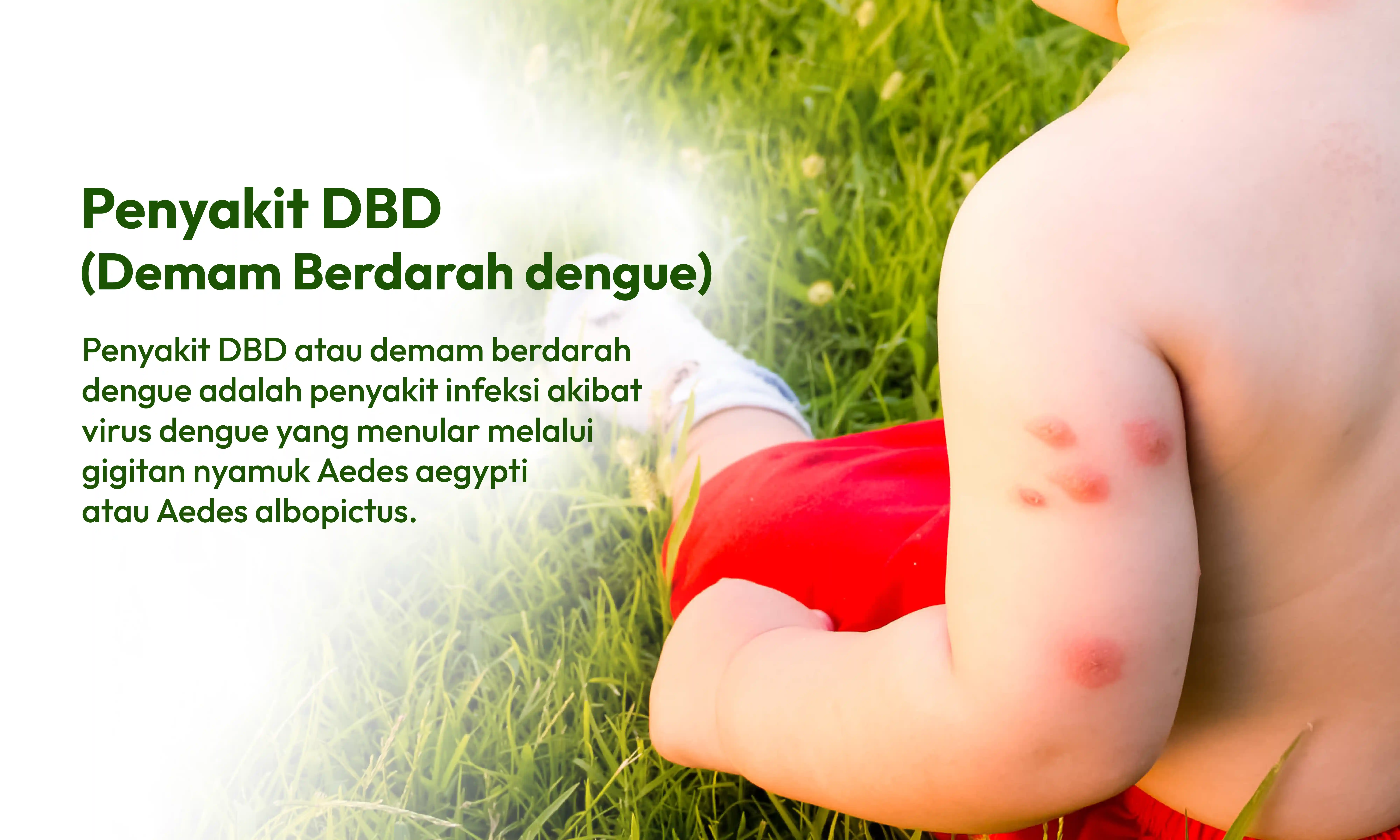 Charitas Group | Apa Itu Penyakit DBD dan Bagaimana Cara Mencegahnya